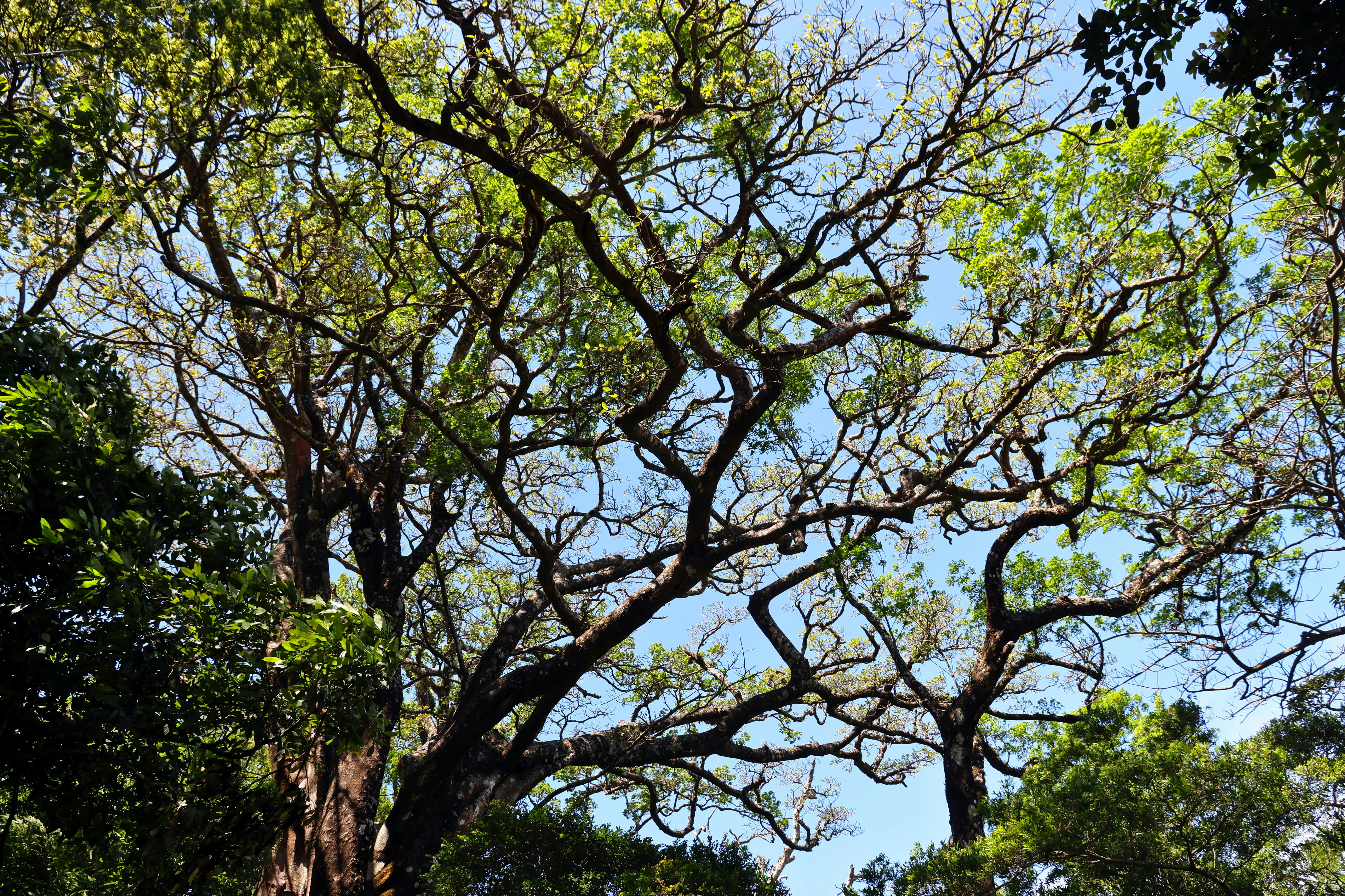 Forest conservation in Liberia | Fund for Innovation in Development (FID)