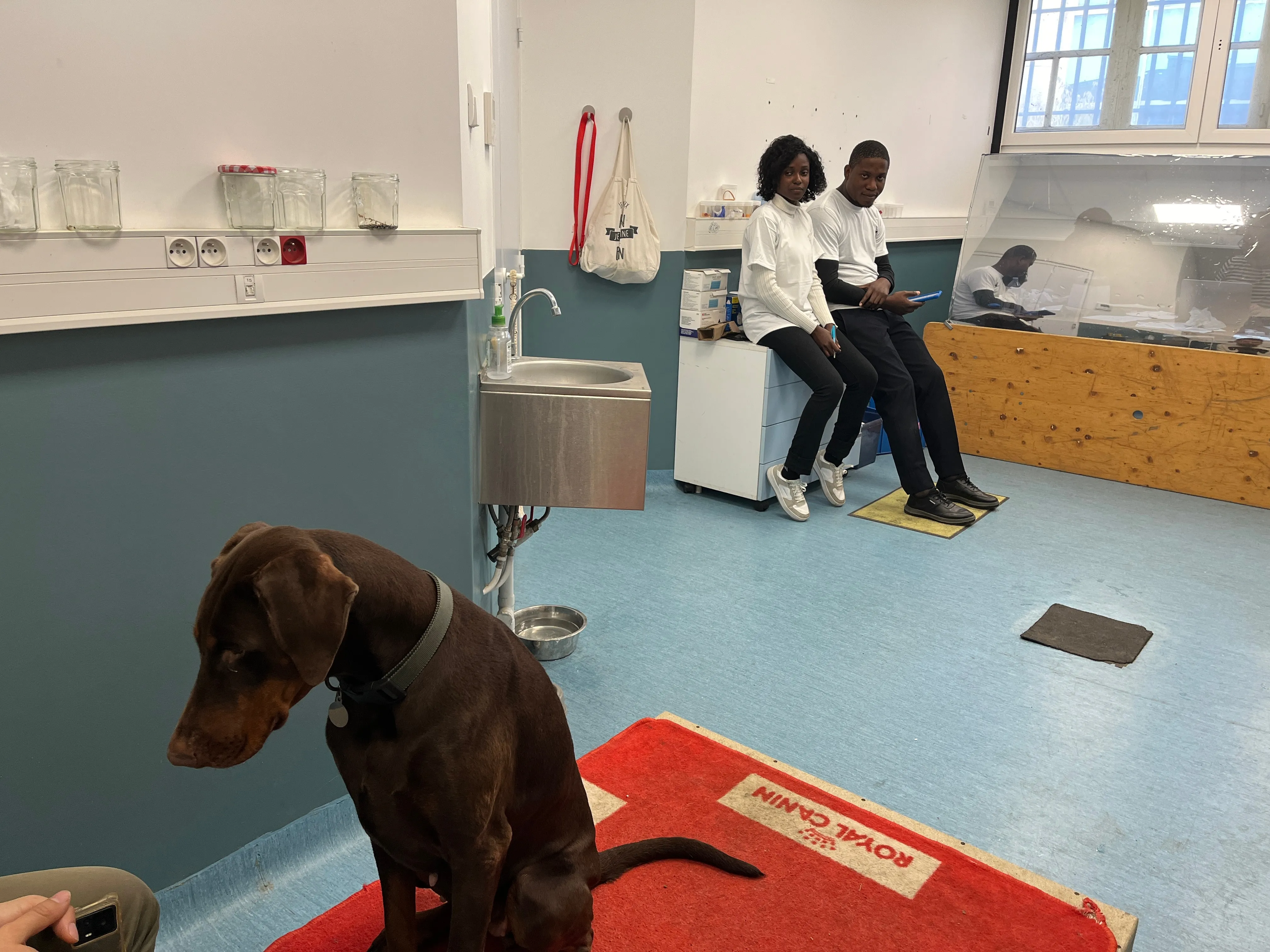 Training dogs to detect breast cancer - FID | Fund for Innovation in ...