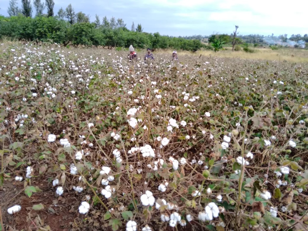 Localize small-scale cotton ginning processes to improve the income of ...
